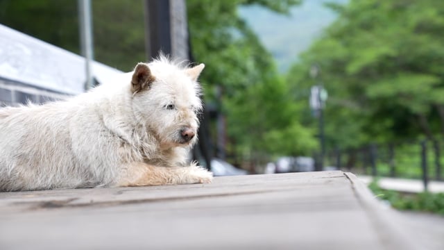 Dog, Olddog, Pitiful. Free Stock Video - Pixabay