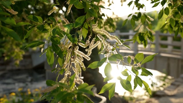 Pond, Miryang, Lake. Free Stock Video - Pixabay