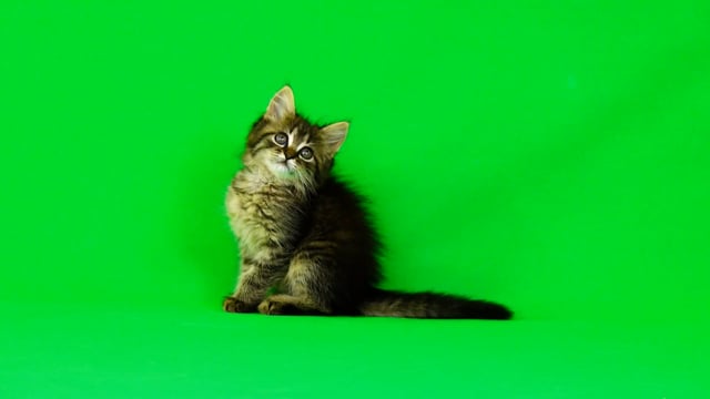 Green Screen Cat Videos: Download 14+ Free 4K & HD Stock Footage Clips ...