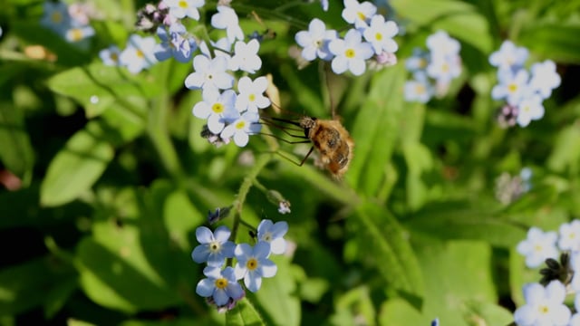 100+ Free Pollination & Insect Videos, HD & 4K Clips - Pixabay