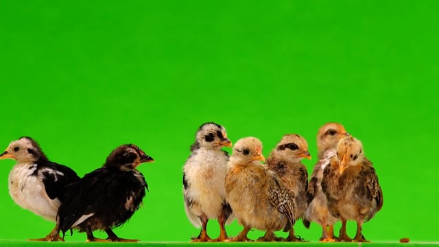Chicken Pet Animal Green - Free video on Pixabay