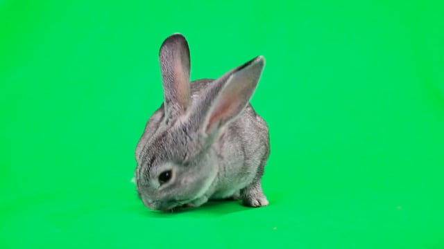 Rabbit Pet Cute Green - Free video on Pixabay