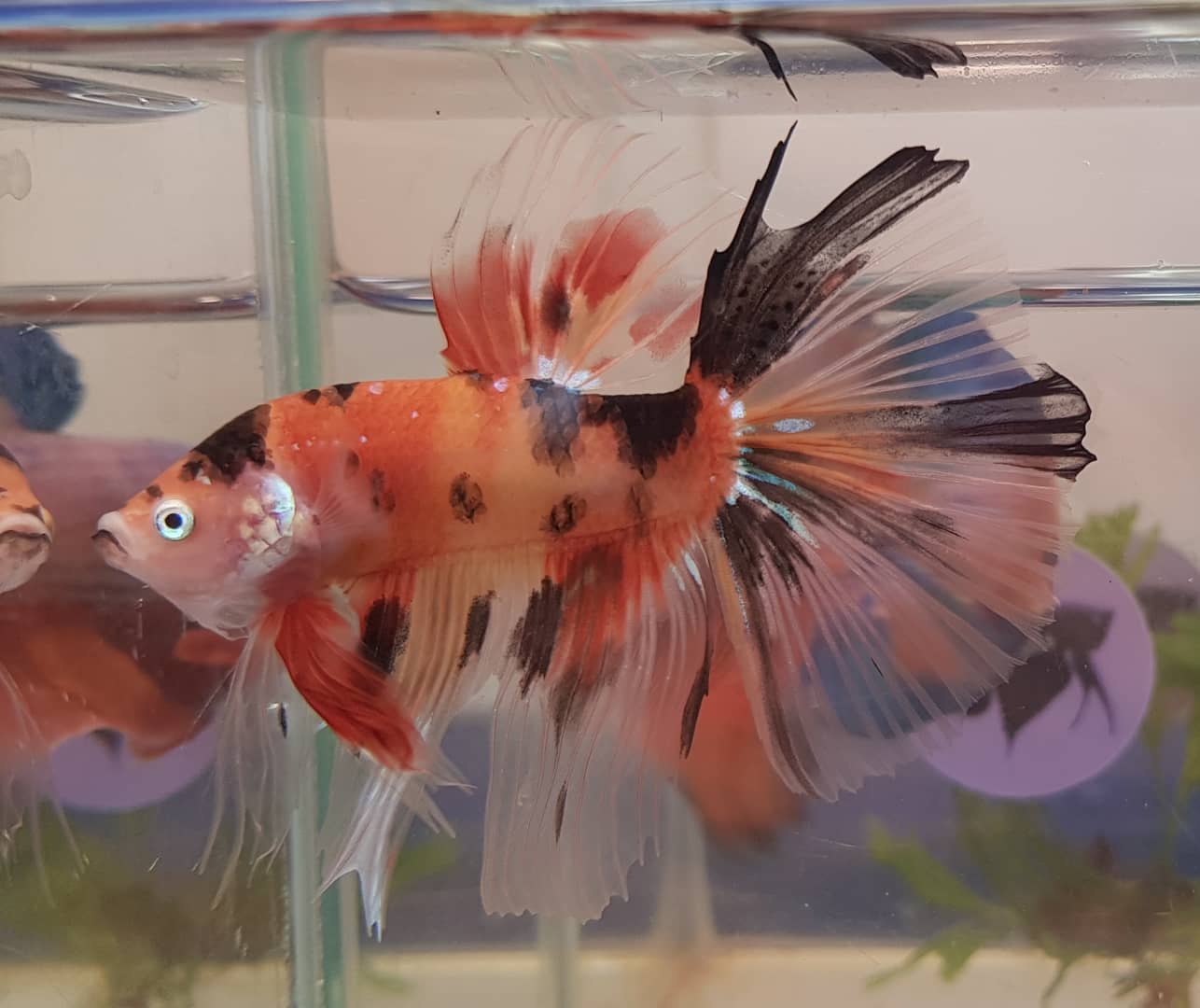 Gaint Candy Super Delta Betta Male (030) on Vimeo