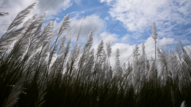 Kashful Videos: Download 1+ Free 4K & HD Stock Footage Clips - Pixabay