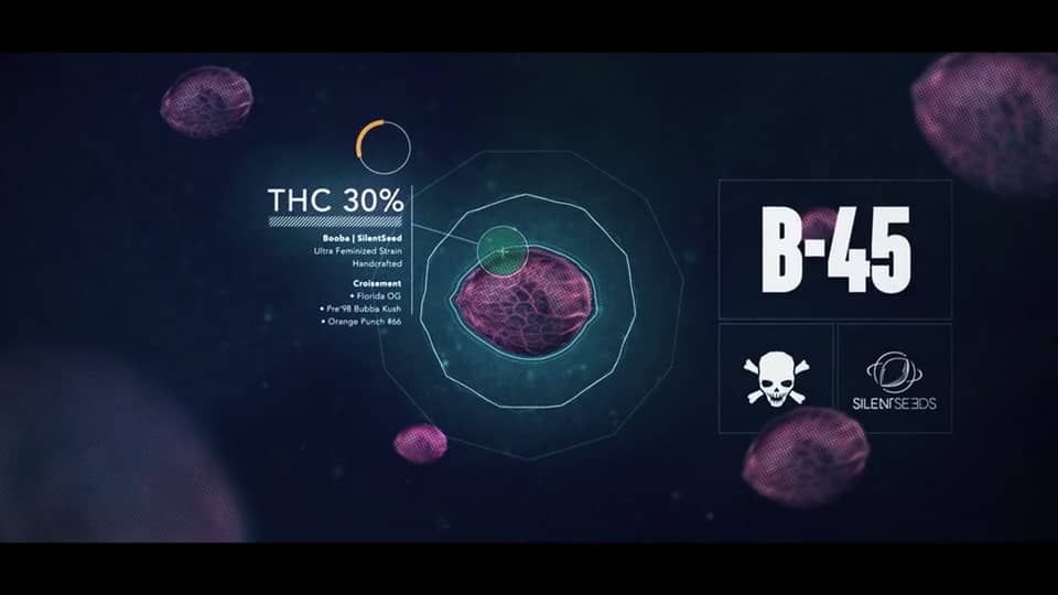 B-45, new strain from the rapper Booba and Silent Seeds on Vimeo