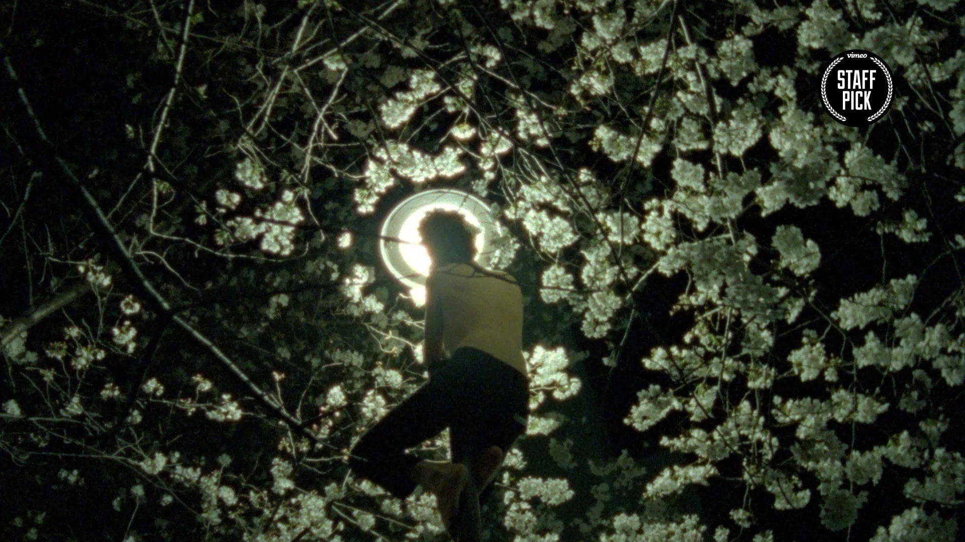 Mackenzie Sheppard - Moth on Vimeo