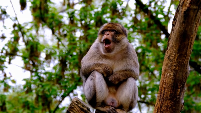 Singe Macaque De Barbarie Velu - Free video on Pixabay - Pixabay