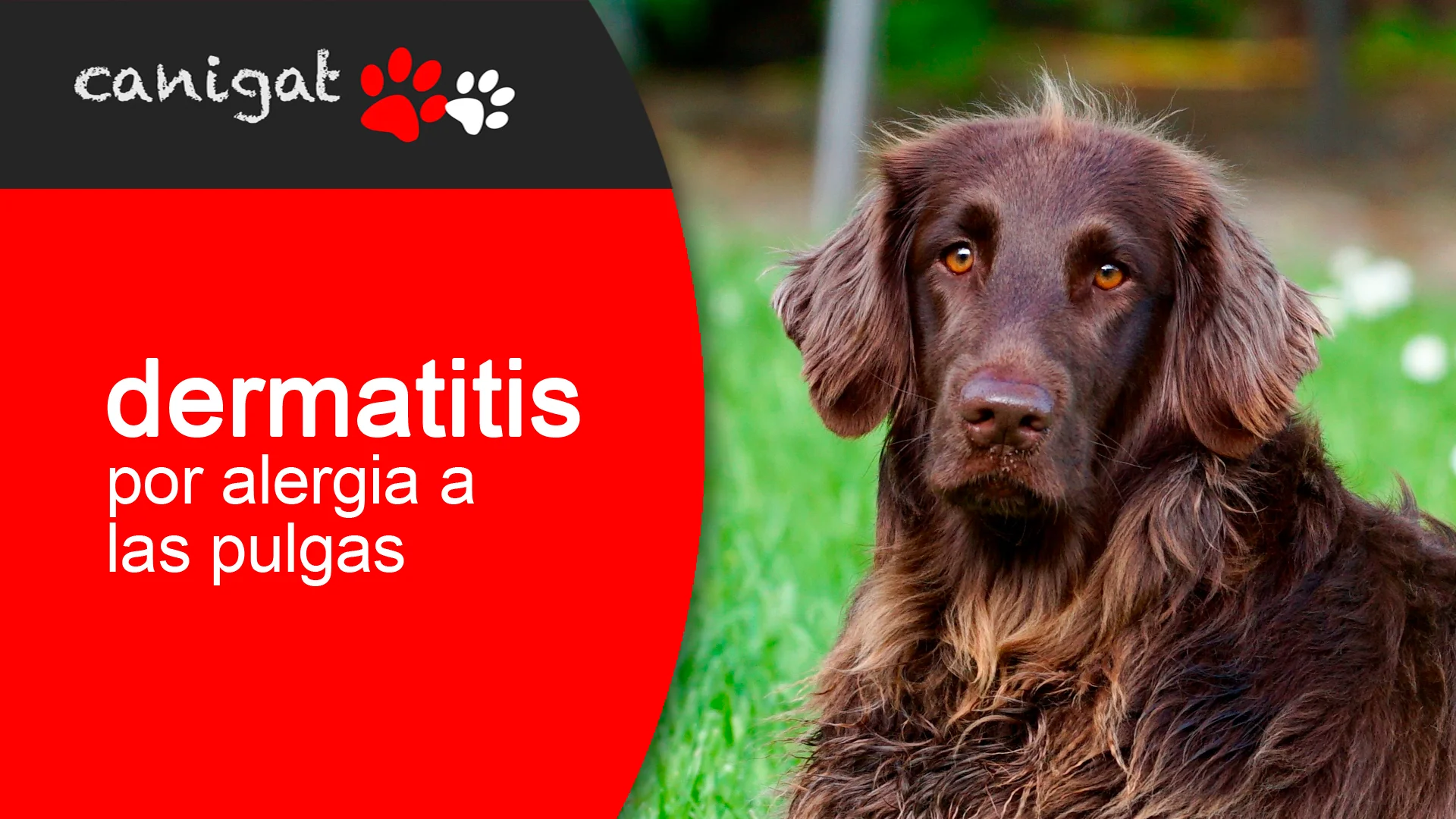 dermatitis por alergia a las pulgas on Vimeo