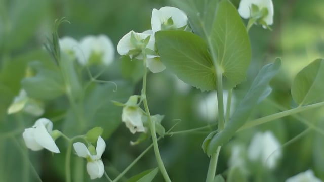 Vegetables Coffee Peas - Free video on Pixabay