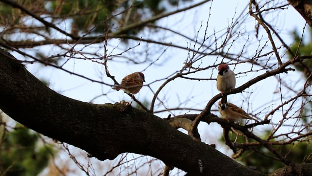 Birds Tree Branches - Free video on Pixabay