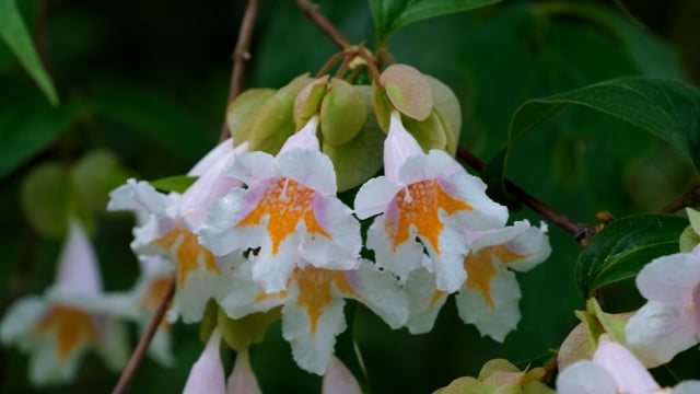 Dipelta, Double Shield, Dipelta Yunnanensis. Free Stock Video - Pixabay