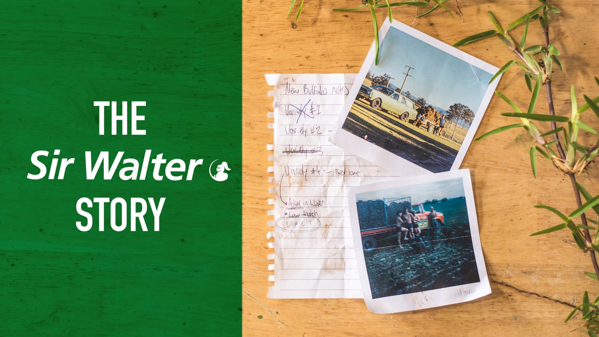 The Sir Walter Story on Vimeo