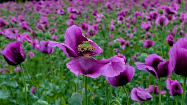 Flower Poppy Violet - Free video on Pixabay