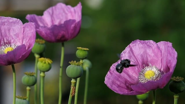 Beetle Poppy Pollen - Free video on Pixabay