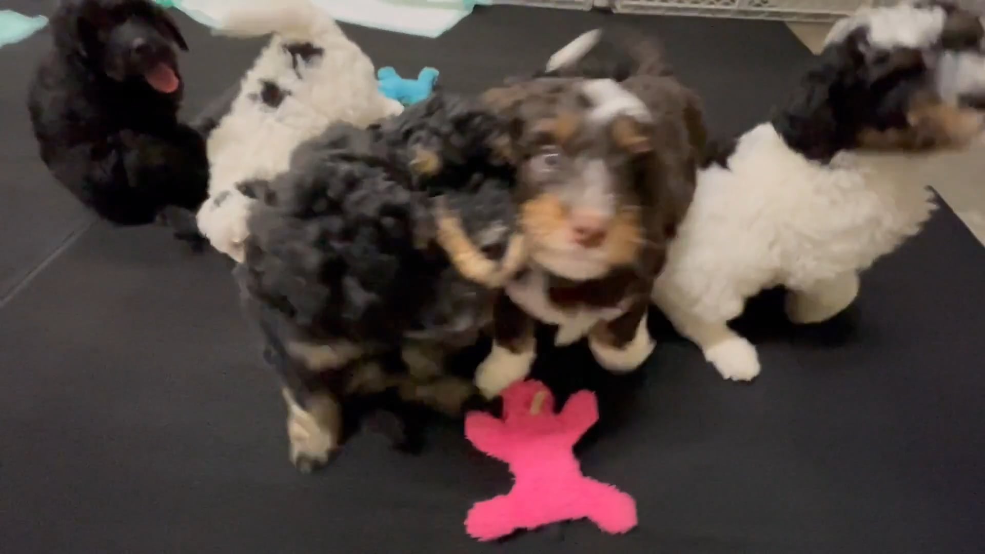 ConkleDoodlePoos - Dog Breeding, Mini Bernedoodles, Mini Cavapoos