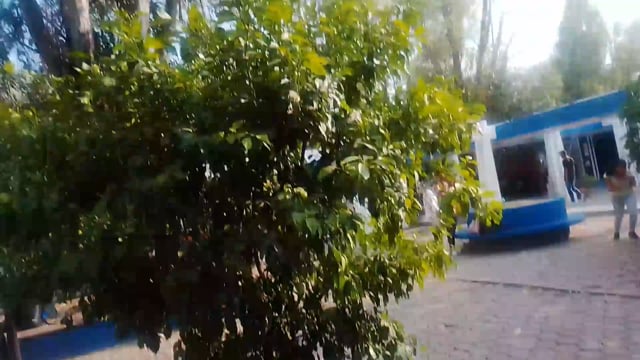 Tree, Nature, Air. Free Stock Video - Pixabay