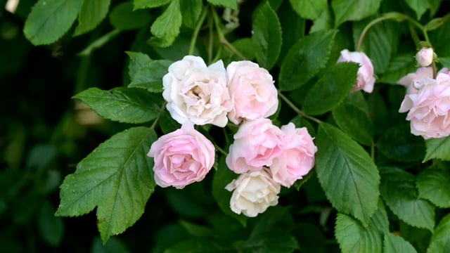 Flower Valley Videos: Download 13+ Free 4K & HD Stock Footage Clips ...