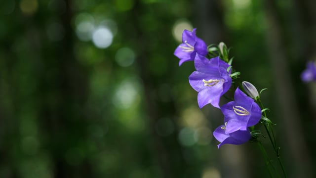 Bellflower Flower Wind - Free video on Pixabay