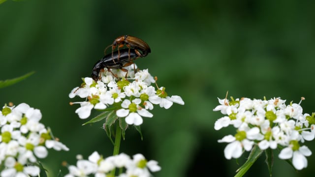Beetle Insect Pairing - Free video on Pixabay