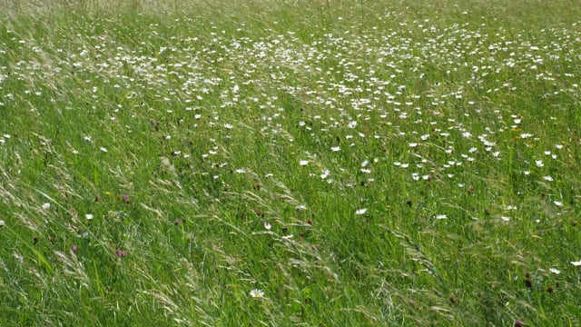 40+ kostenlose Blumenwiese und Natur-Videos, HD & 4K Clips - Pixabay