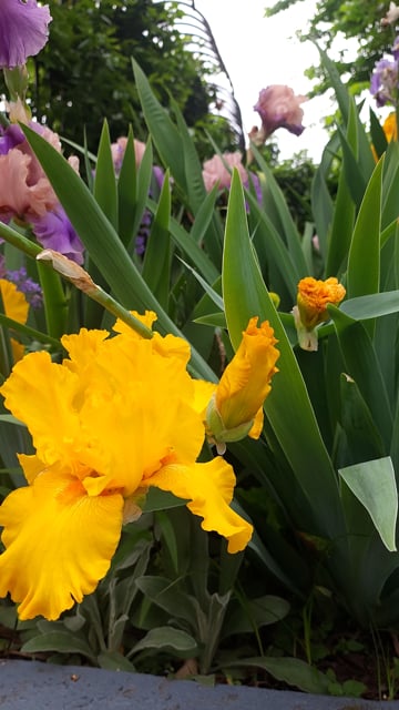 Flowers American Flowers American Wild Flowers Free Stock Video - Pixabay