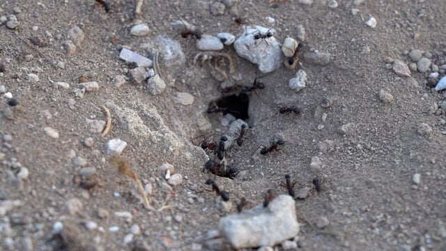 Ants Nest Colony - Free video on Pixabay