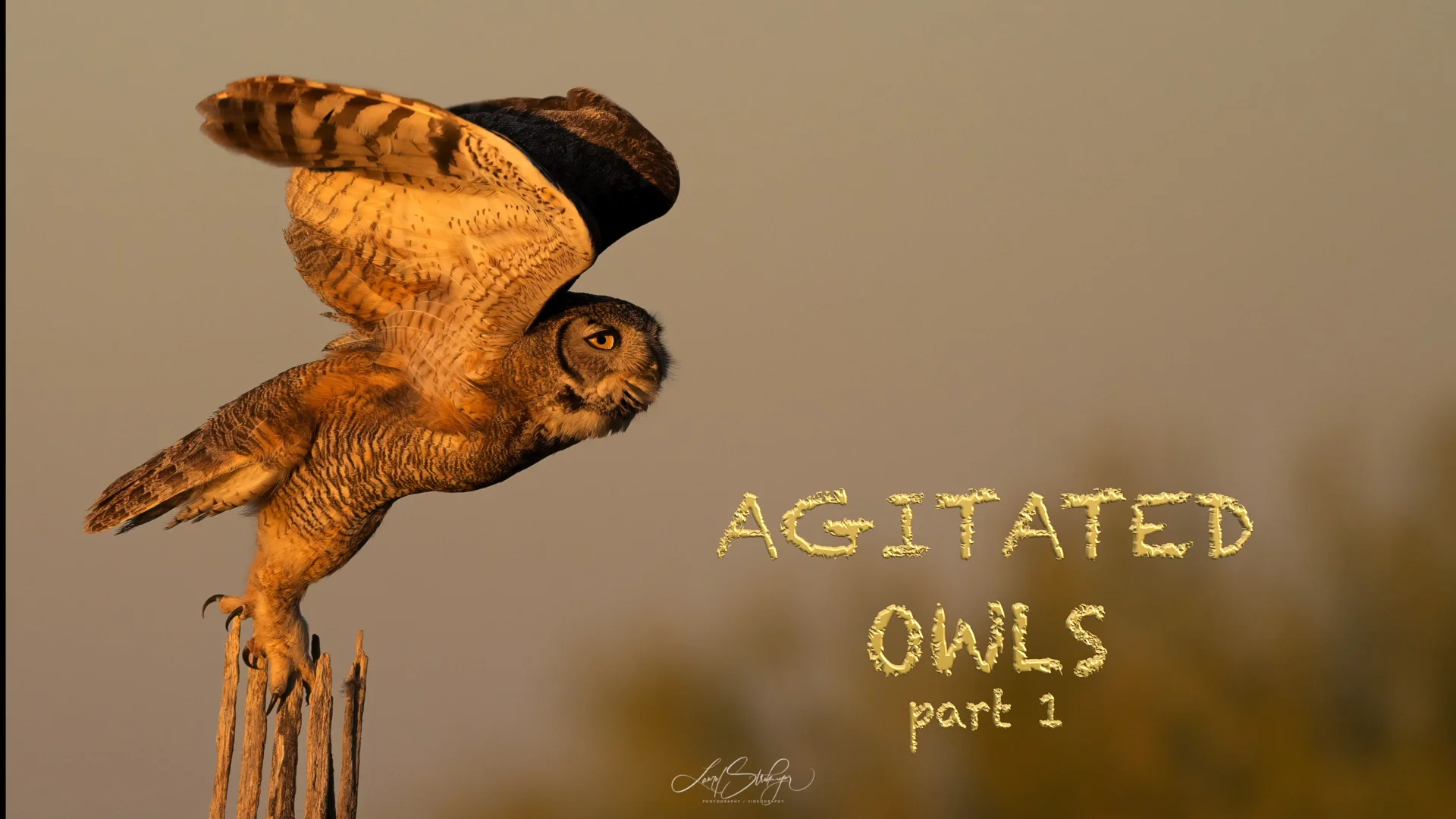 Agitated Owls Part 1 1080p on Vimeo