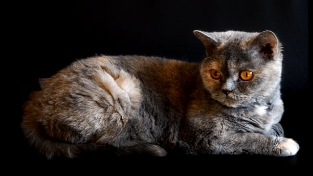 Ailsa Russell channel on Vimeo