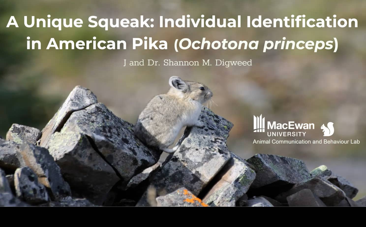 A Unique Squeak: Individual Identification in American Pika on Vimeo