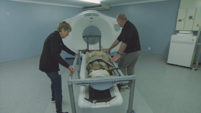 CT scanning to determine sheep meat quality — Science Learning Hub