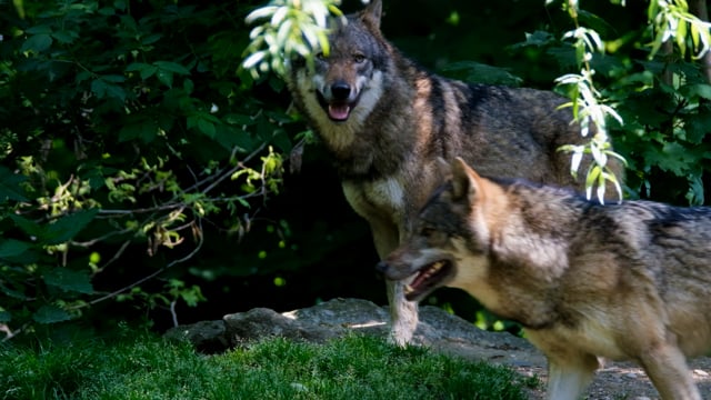 Wolf, Predator, Dangerous. Free Stock Video - Pixabay