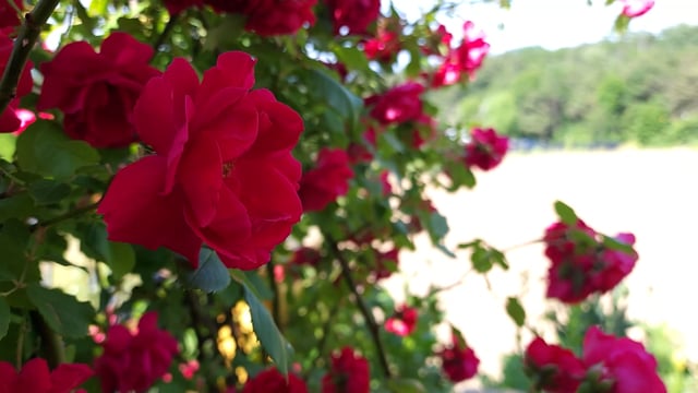 Rose Garden Nature Free Stock Video - Pixabay