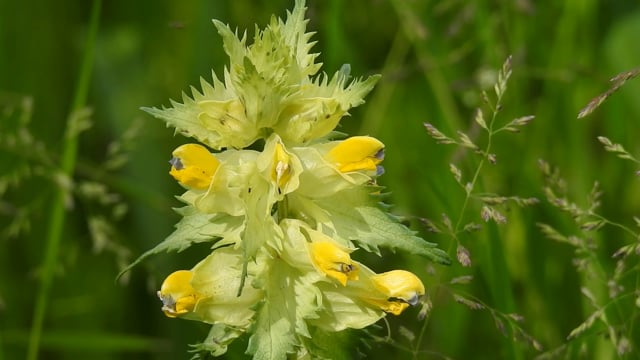 Flower Plant Yellow Rattle - Free video on Pixabay