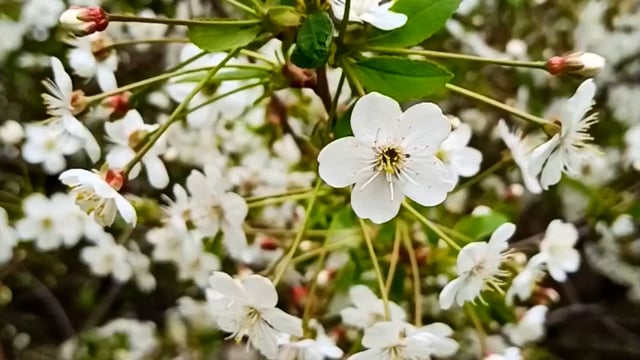 Flores Cereza Cerezas - Free video on Pixabay