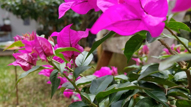 Flower Bougainville Summer Free Stock Video - Pixabay