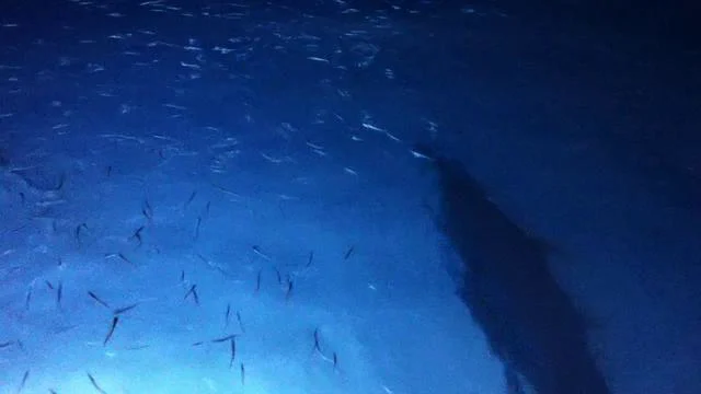 BIG FISH on Vimeo