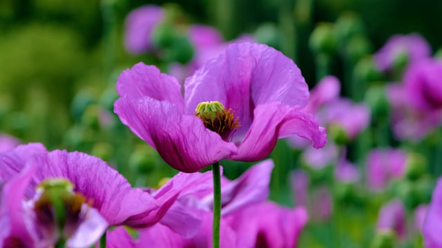 Poppy, Violet, Blossom. Free Stock Video - Pixabay