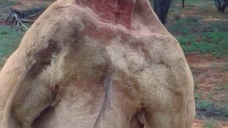 Buff Kangaroo Tumblr