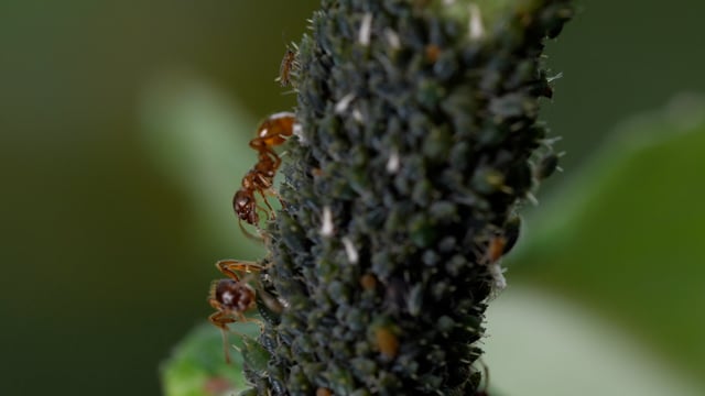 Ants, Lice, Aphid. Free Stock Video - Pixabay