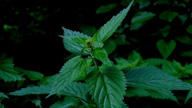 Nettle Plant Green - Free video on Pixabay