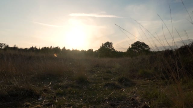 Nature Sunset Afternoon - Free video on Pixabay