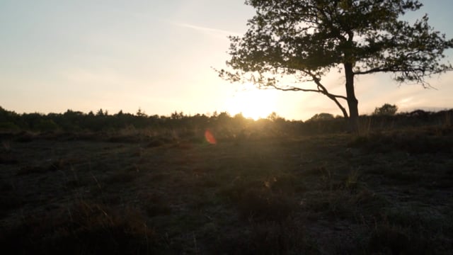 Natureza Pôr Do Sol Tarde - Free video on Pixabay - Pixabay