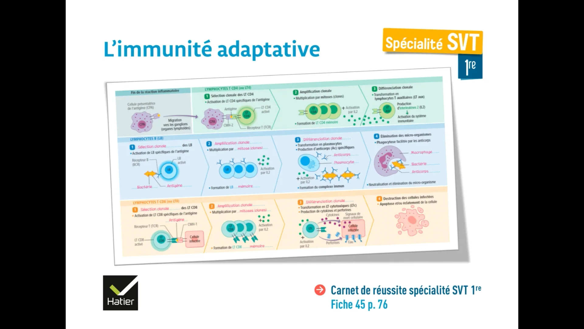 L'immunité adaptative : schéma bilan pas à pas