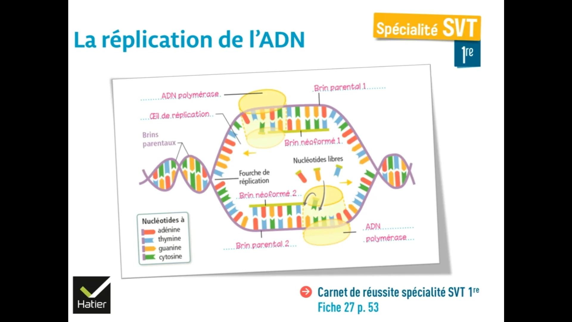 La réplication de l'ADN : schéma bilan pas à pas
