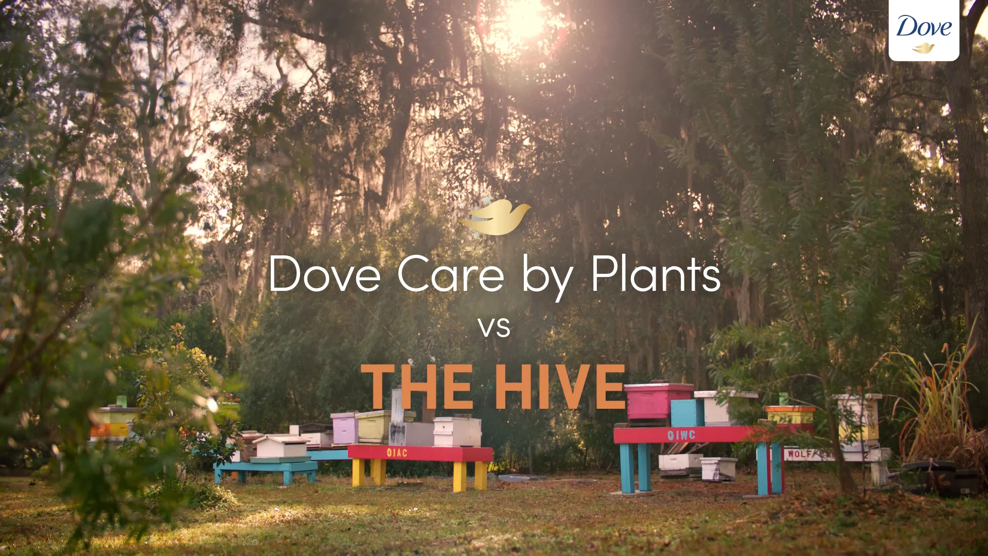 DOVE AMAZONIA Beekeeper on Vimeo