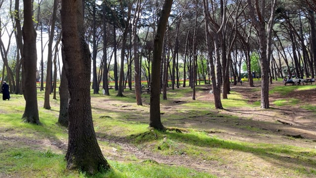 Nature, Trees, Park. Free Stock Video - Pixabay