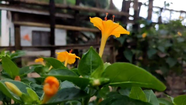 Wind Heavy Wind Wind Blowing Free Stock Video - Pixabay