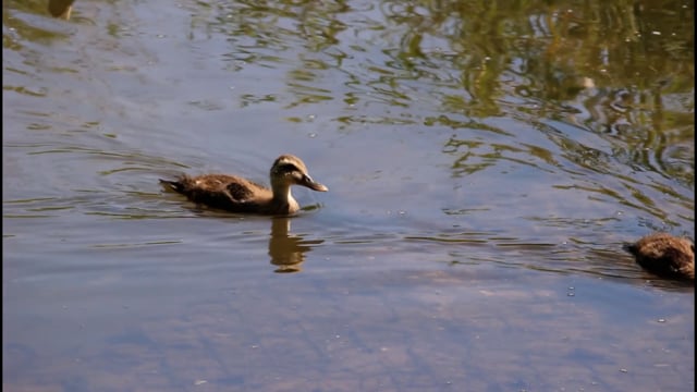 Spot Billed Duck White-Cheeked - Free video on Pixabay