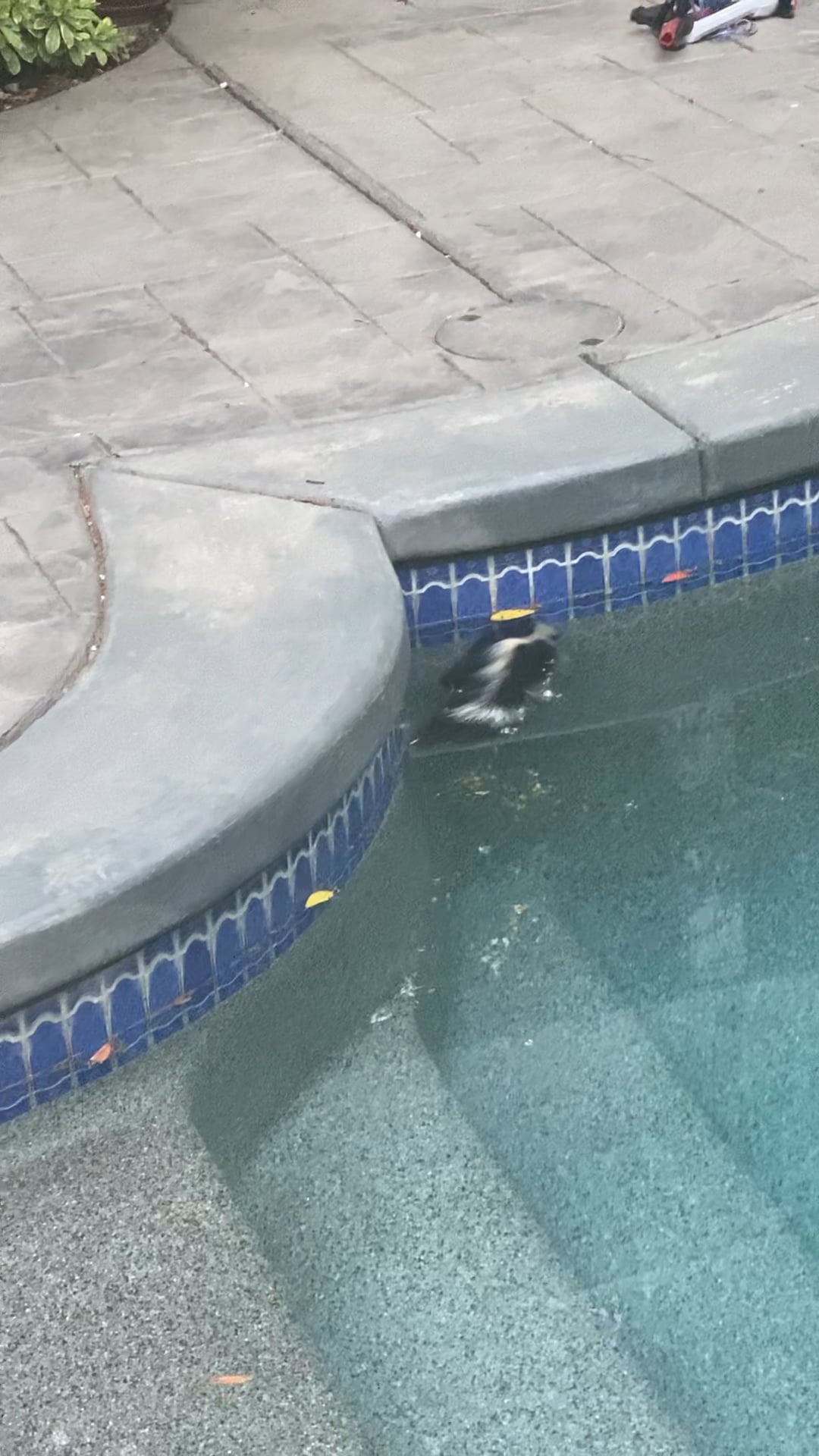 2022 dead skunk in pool on Vimeo