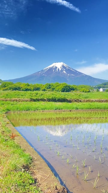 Mount Fuji Yamada'S Rice Fields Sky Free Stock Video - Pixabay
